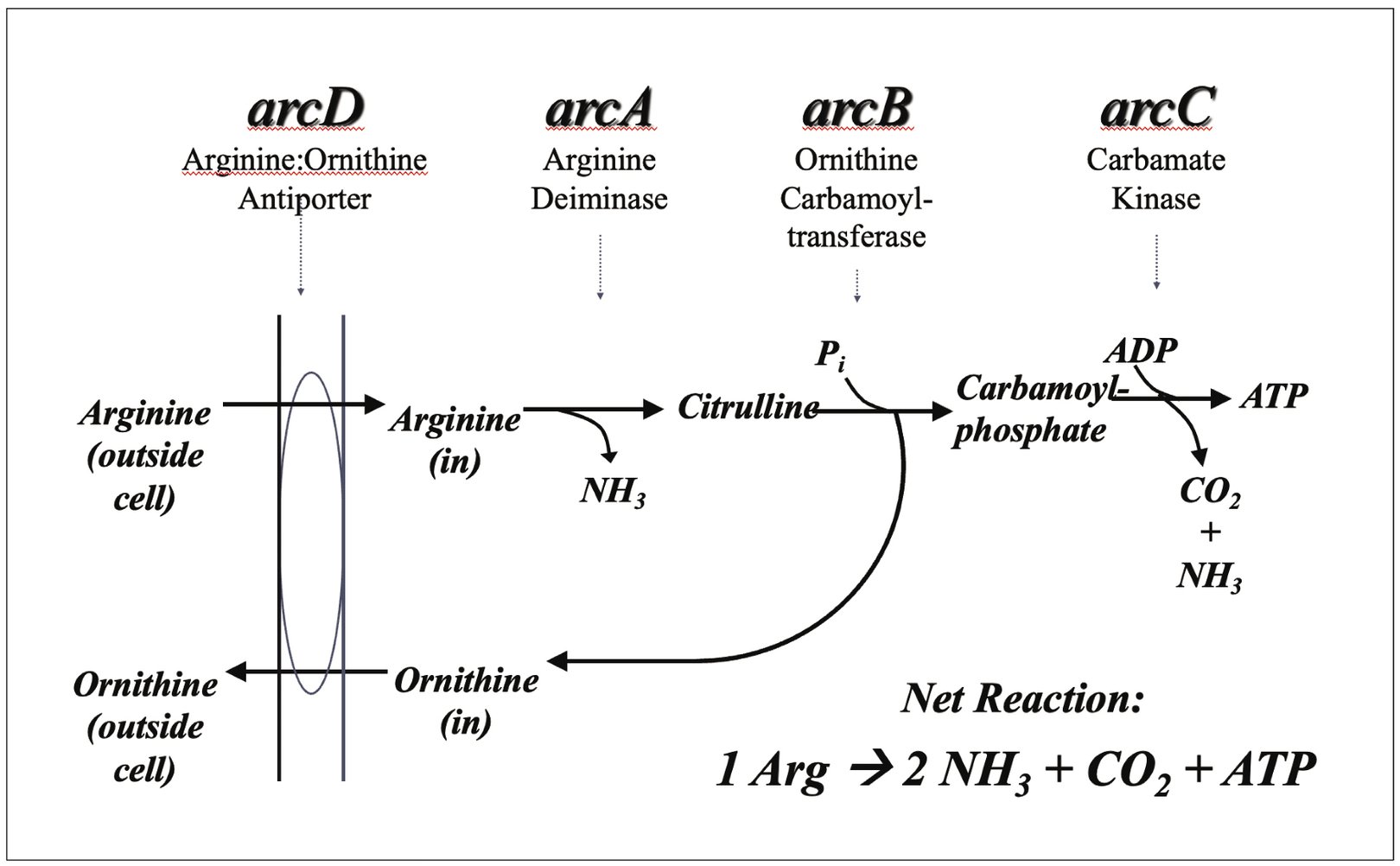 Anti-Caries Mechanisms of Action of Arginine