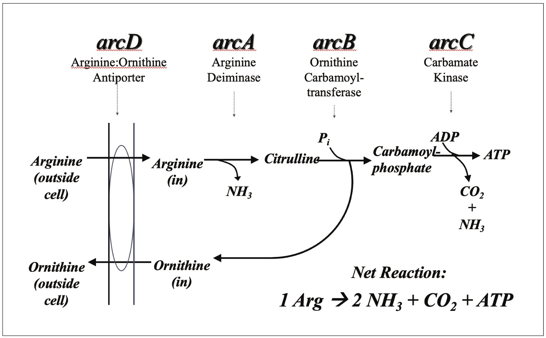 Anti-Caries Mechanisms of Action of Arginine