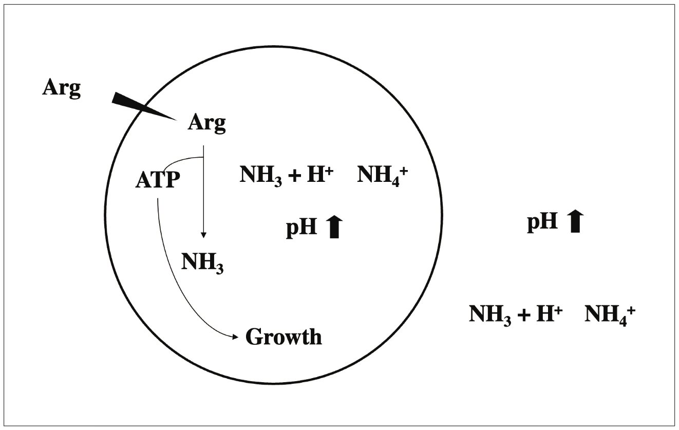 Anti-Caries Mechanisms of Action of Arginine