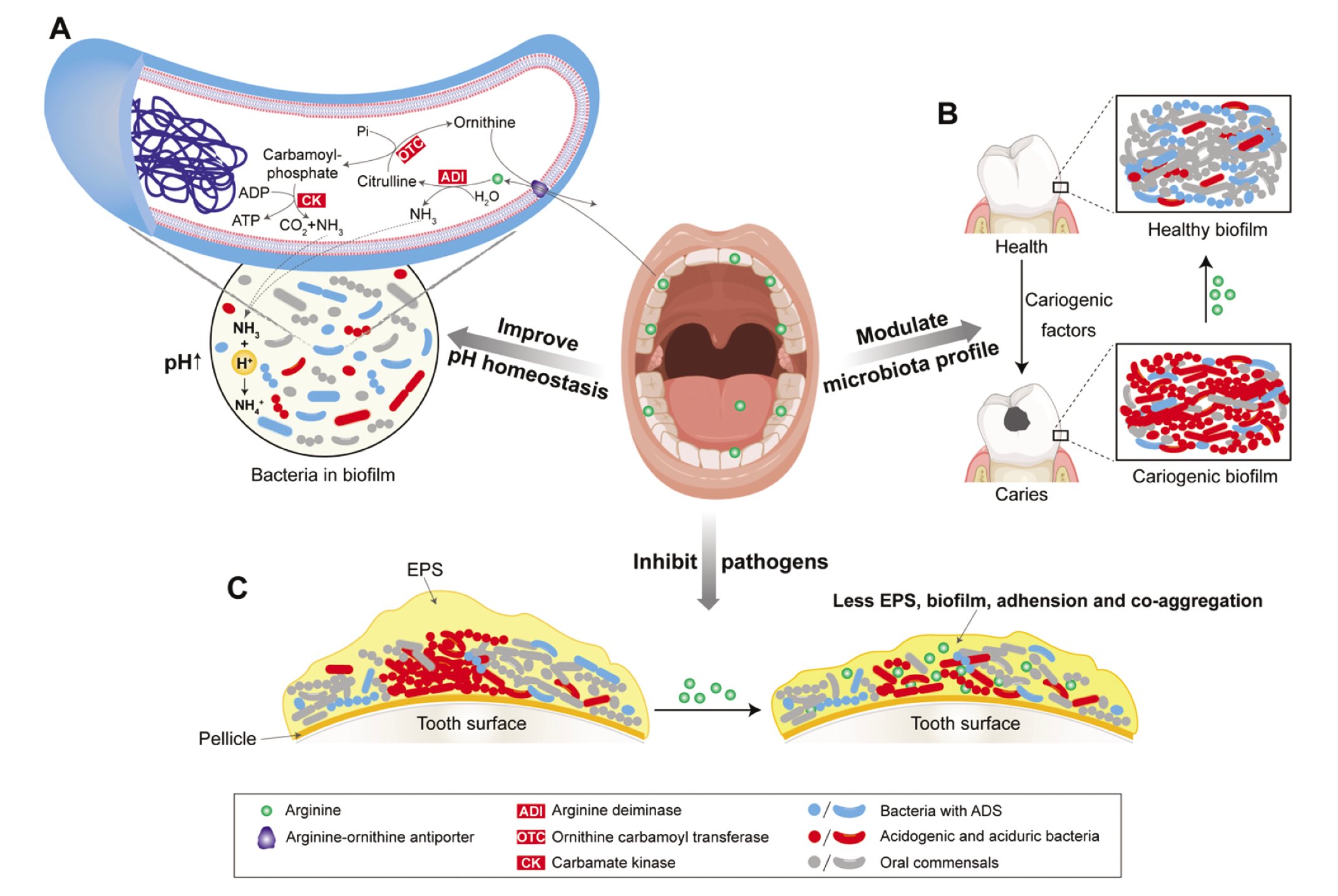 The Role and Impact of Arginine on Dental Caries Therapeutics